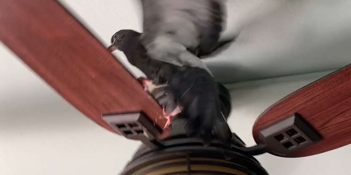 Guy Takes Home Pigeon To Help Him Fly Again - Videos - The Dodo