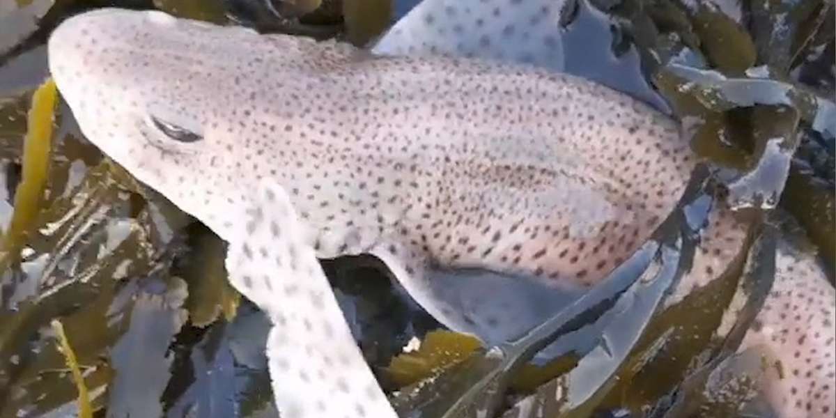 Baby Shark Stuck In Algae Gets To Go Home - Videos - The Dodo