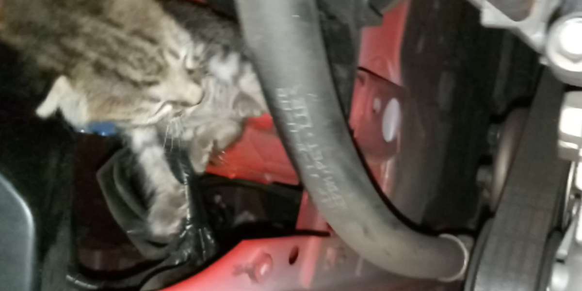 Mom Waits For Someone To Rescue Her Kittens From Car Engine - Videos ...
