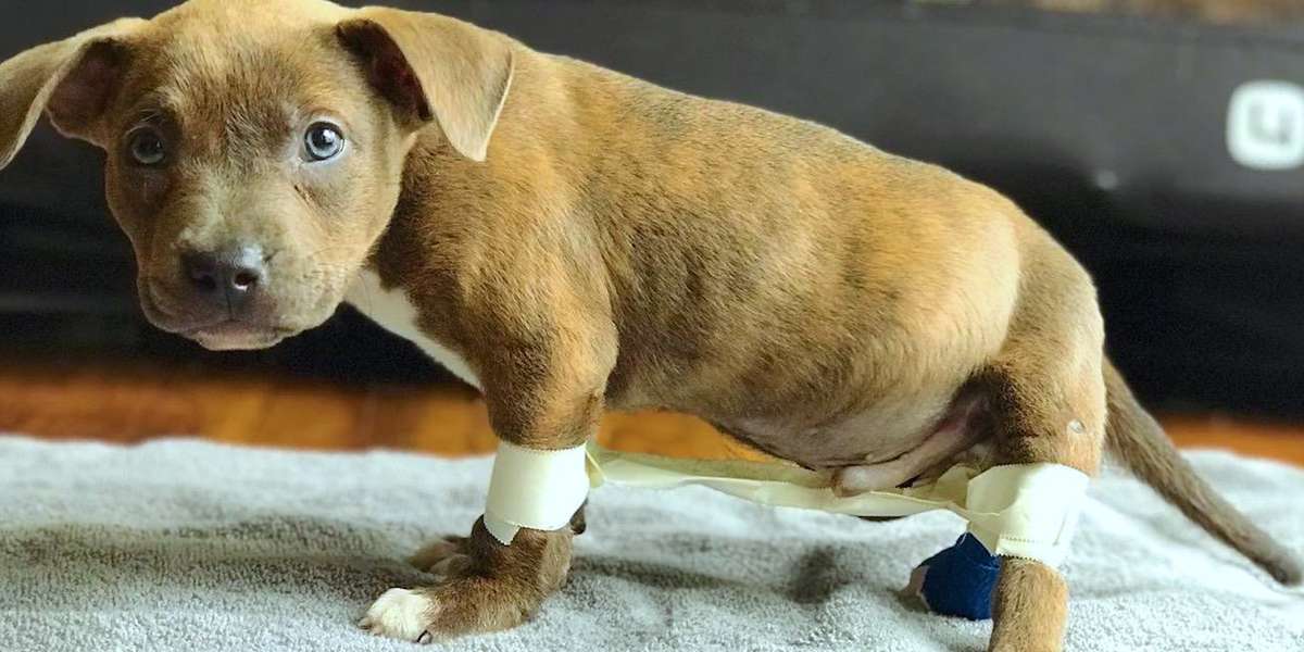 Pittie Puppy Who Just Learned To Walk Is Looking For The Perfect Family ...