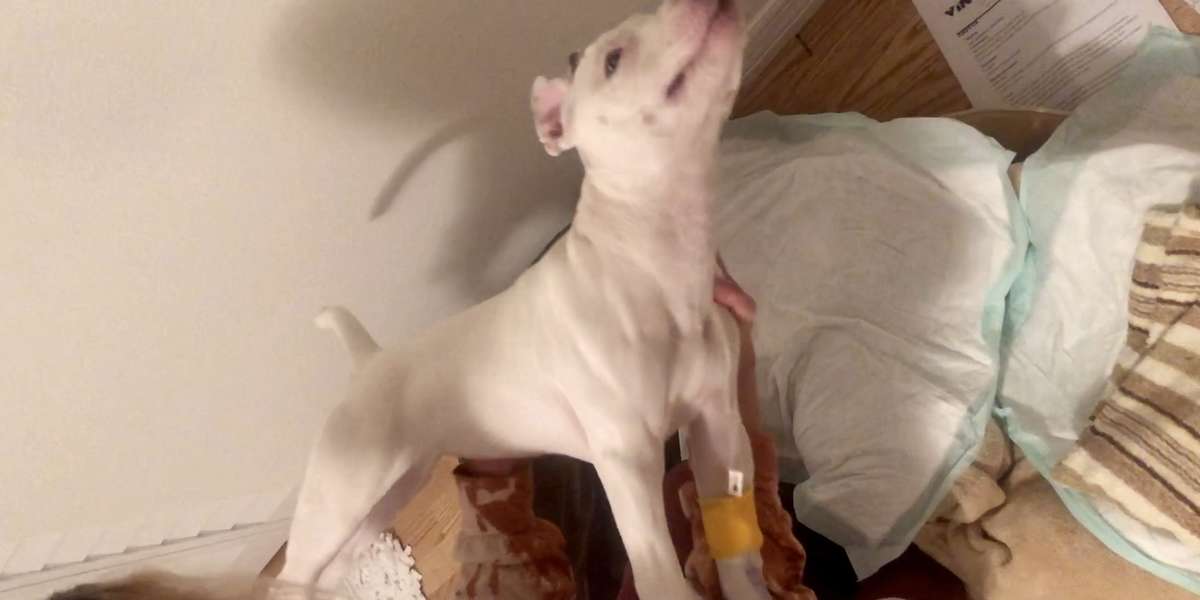 Pittie Puppy Who Couldn't Even Move Runs To Her Favorite Person ...