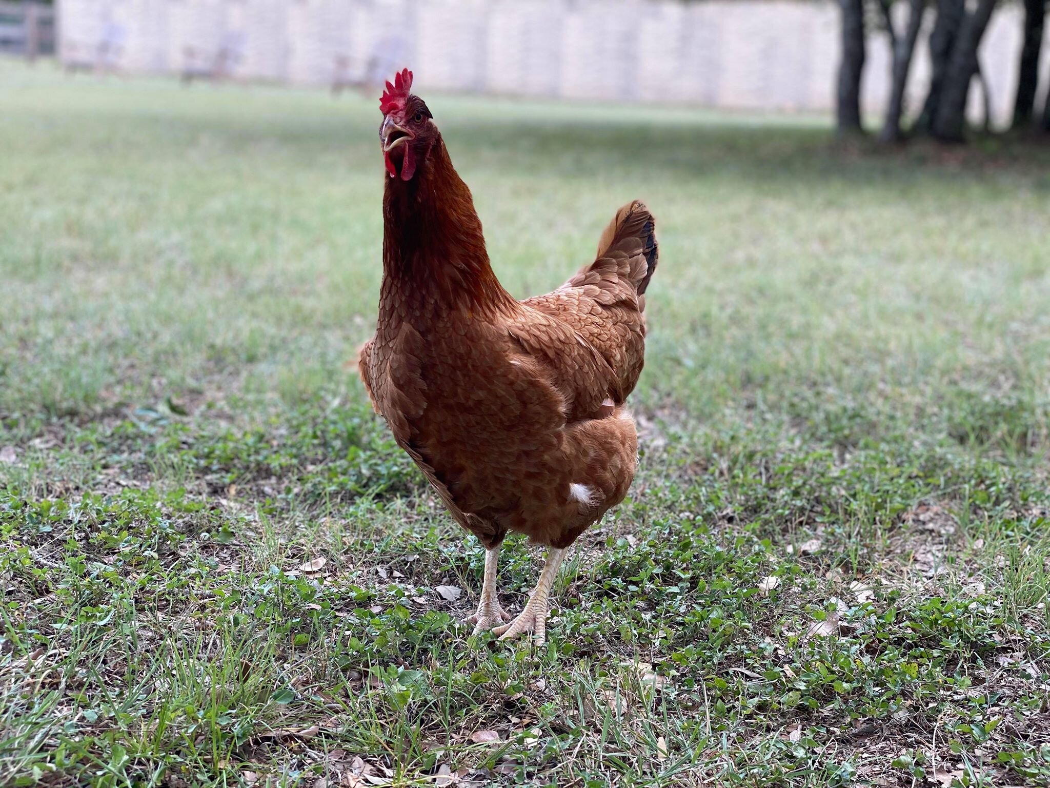 Chicken Sneaks Into A Stranger's Car And Goes On An Epic Adventure ...