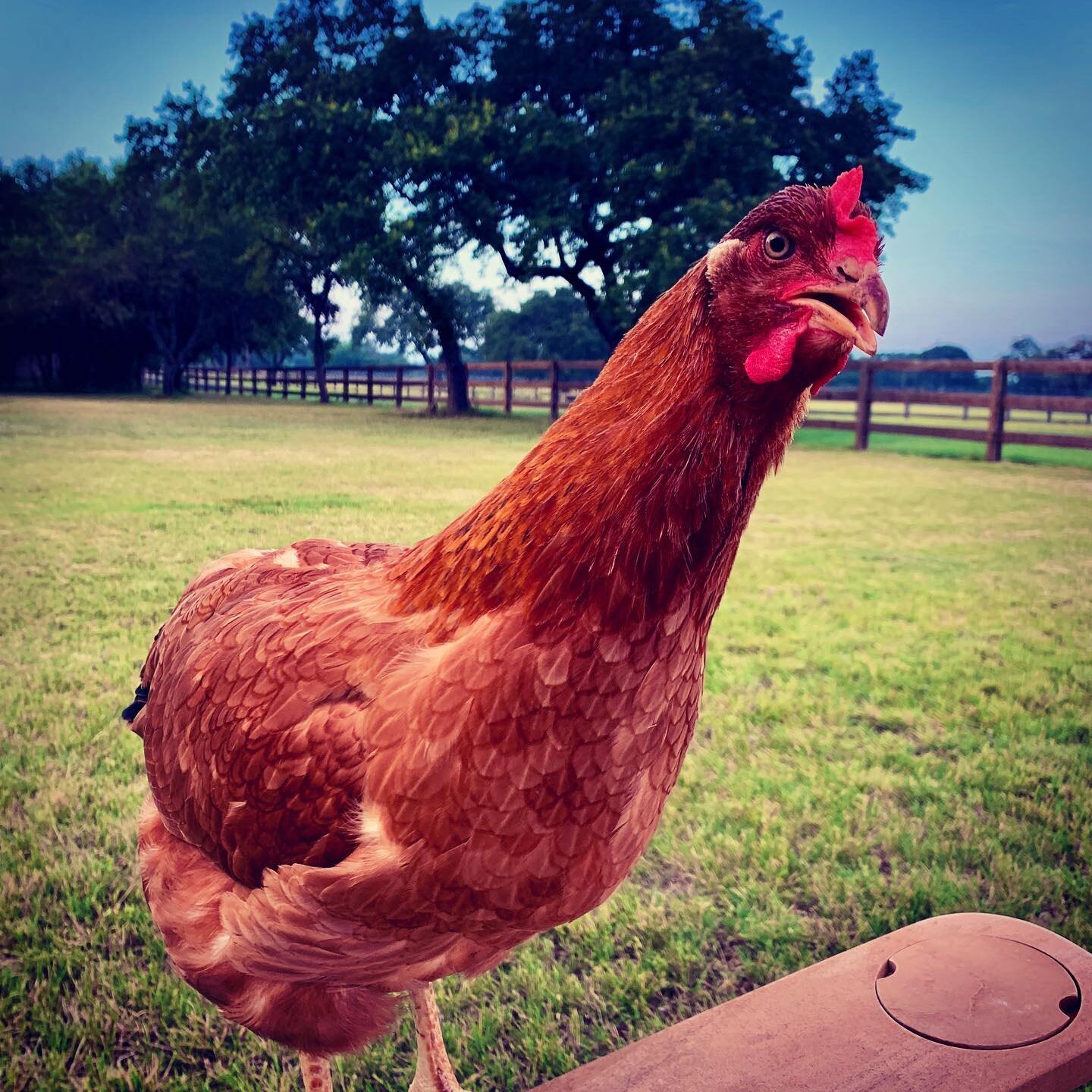 Chicken Sneaks Into A Stranger's Car And Goes On An Epic Adventure ...