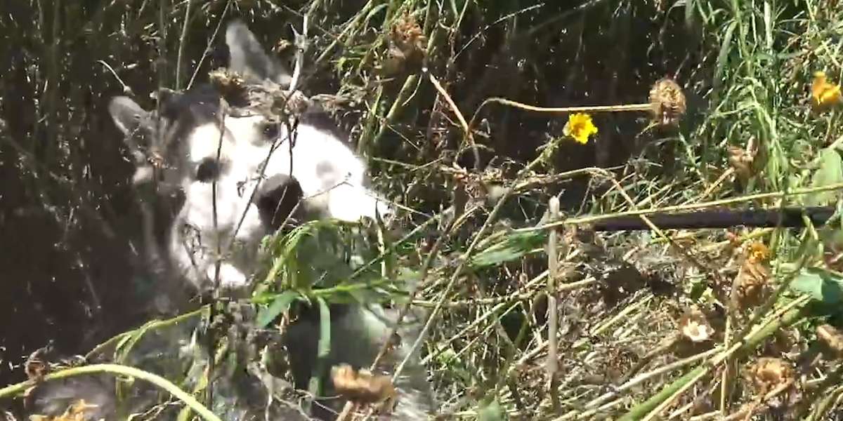 Husky Scared By Fireworks Gets Lost For 3 Days - Videos - The Dodo