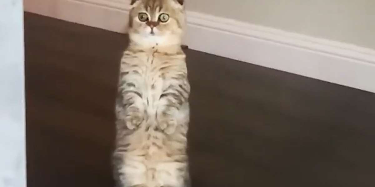 This Kitten Looks Like An Alien When He Stands - Videos - The Dodo