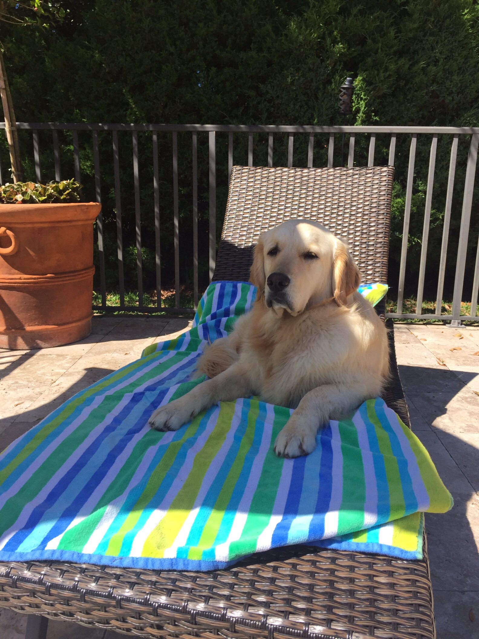 Dog Loves The Pool So Much That She Falls Asleep Every Time She Swims ...