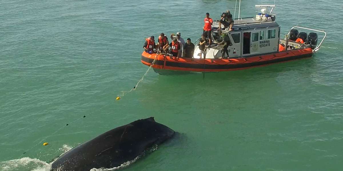 Rescuers Spend 4 Hours Freeing Humpback Whale From Fishing Net - Videos ...