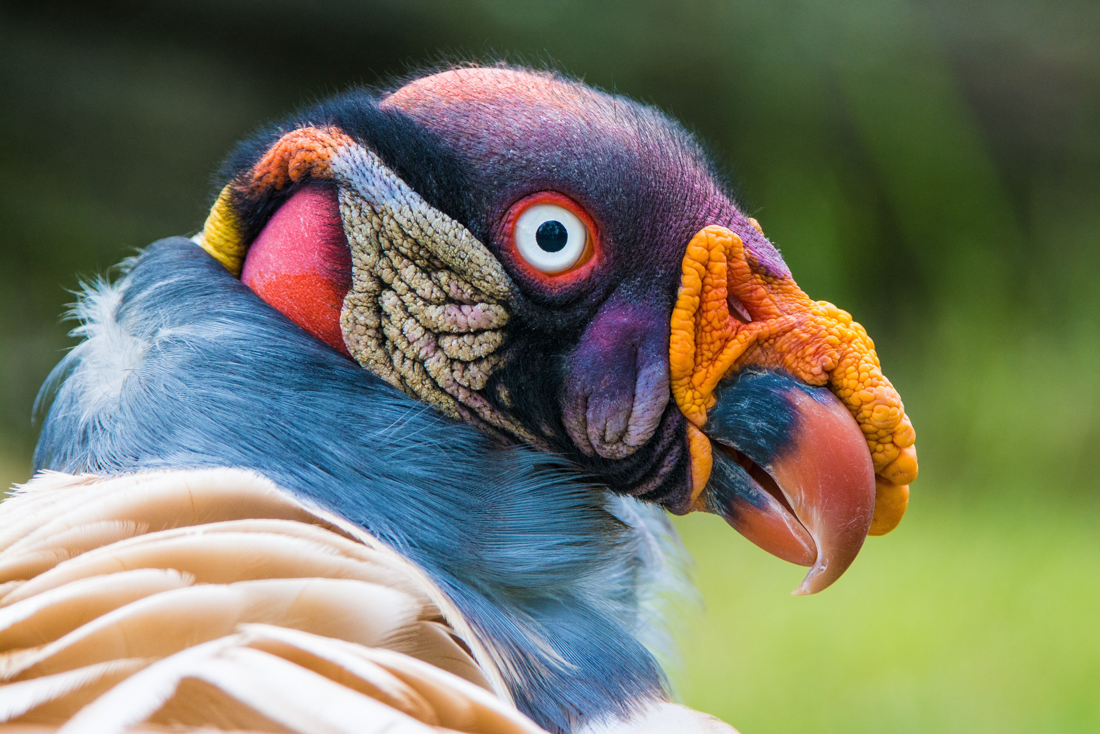 This Colorful Bird Is Actually A Vulture - The Dodo