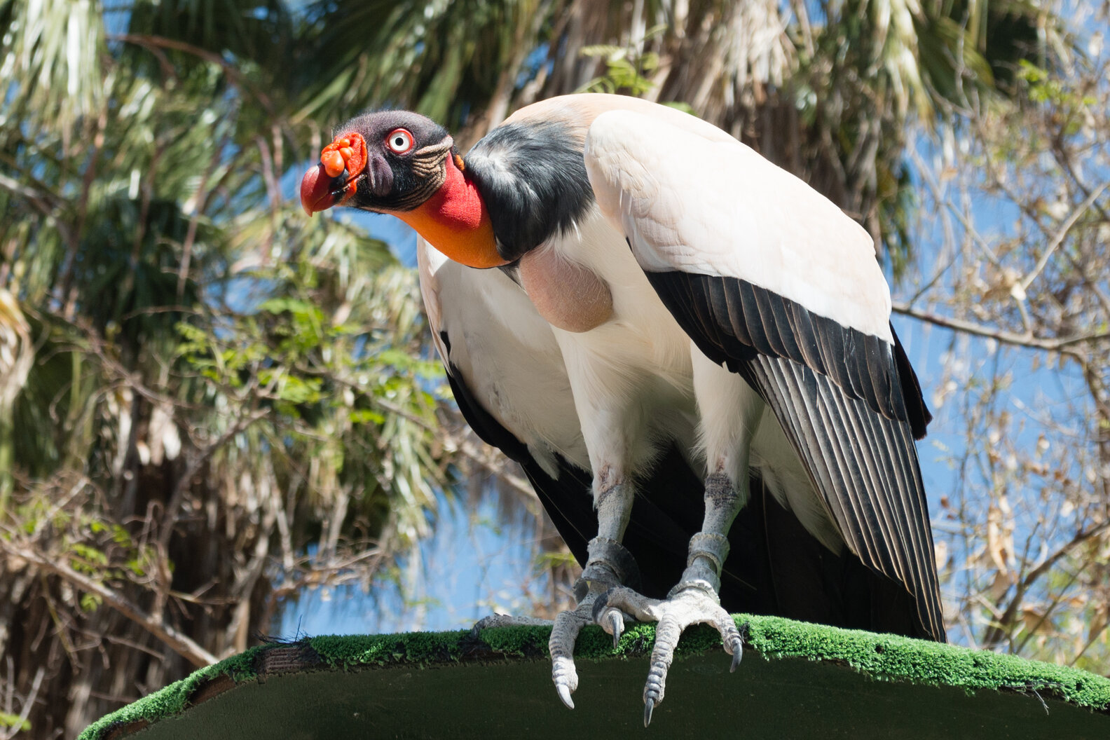 This Colorful Bird Is Actually A Vulture - The Dodo