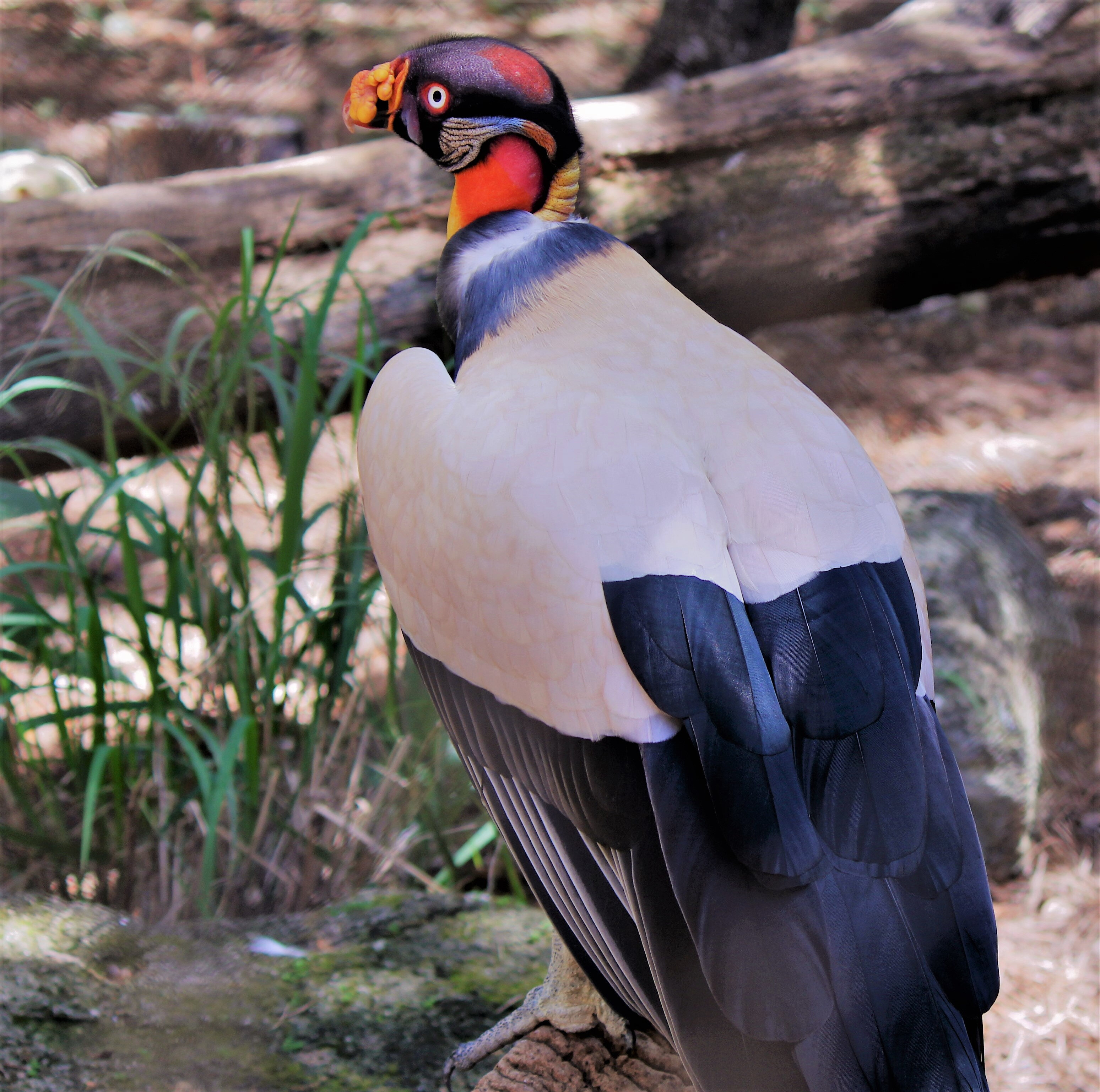 This Colorful Bird Is Actually A Vulture - The Dodo