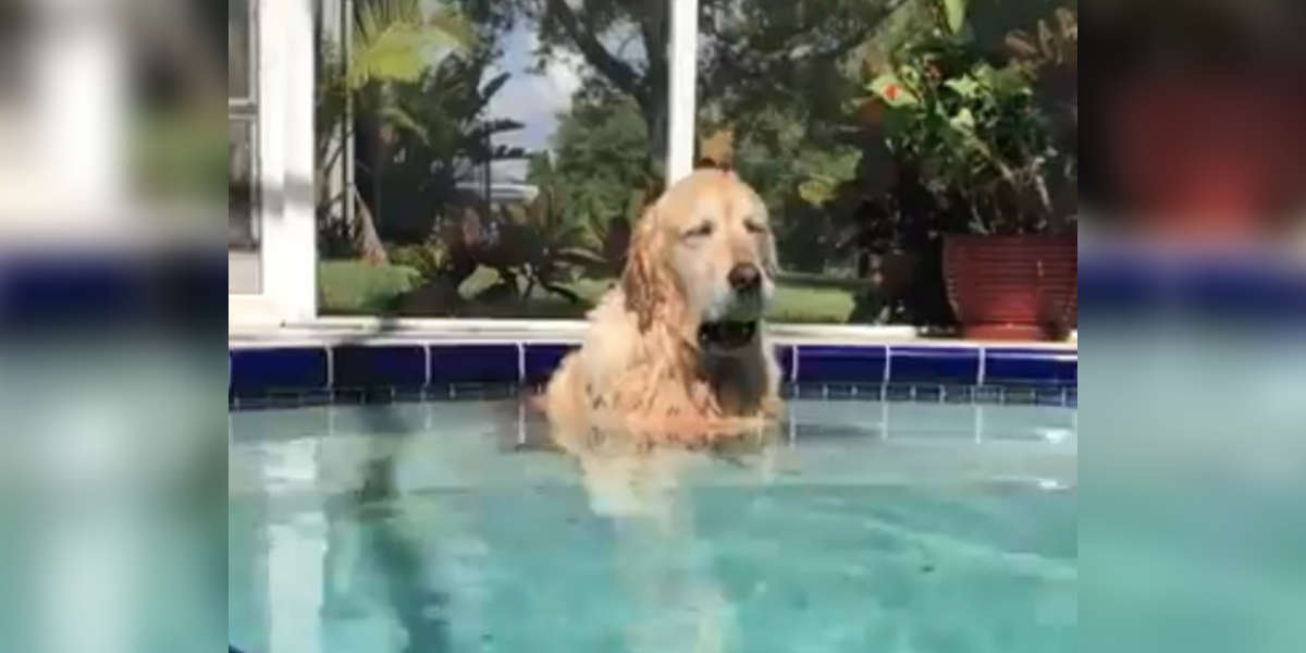 Dog Loves The Pool So Much That She Falls Asleep Every Time She Swims ...