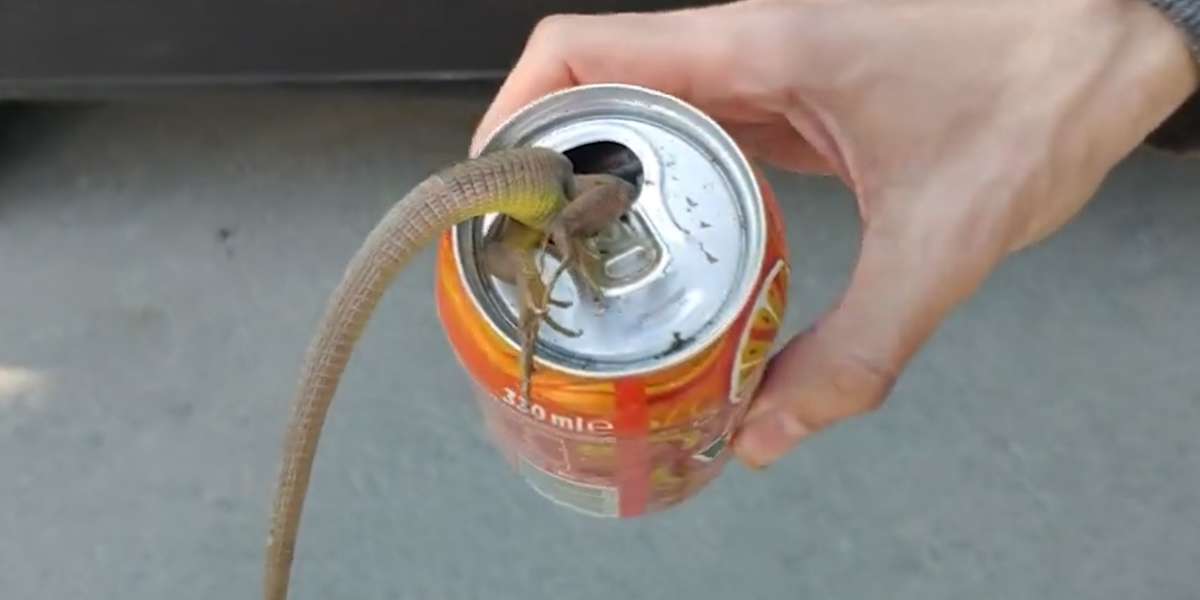 Lizard Gets Stuck In A Tin Can - Videos - The Dodo