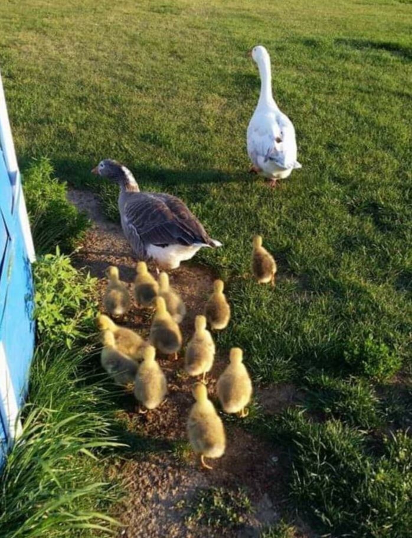 Goose Finds His Way Home After Being Snatched By A Fox - The Dodo