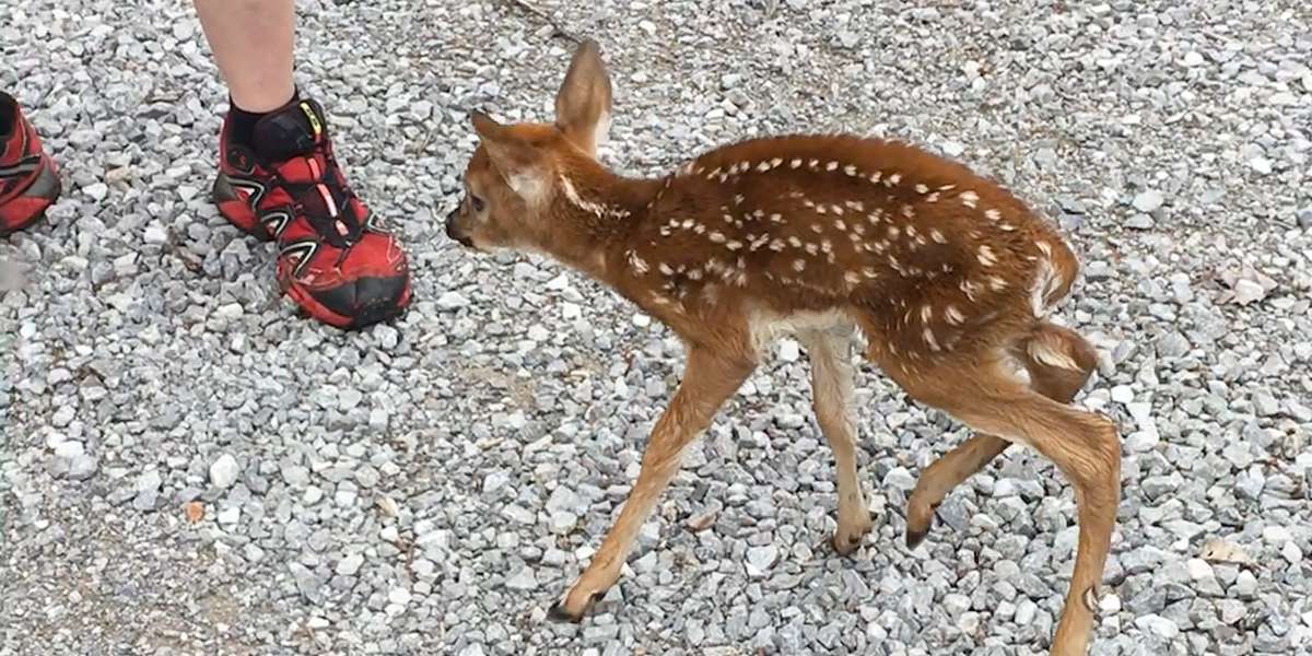 Orphaned Deer Runs Back To The Wild With Her Best Friend - Videos - The ...