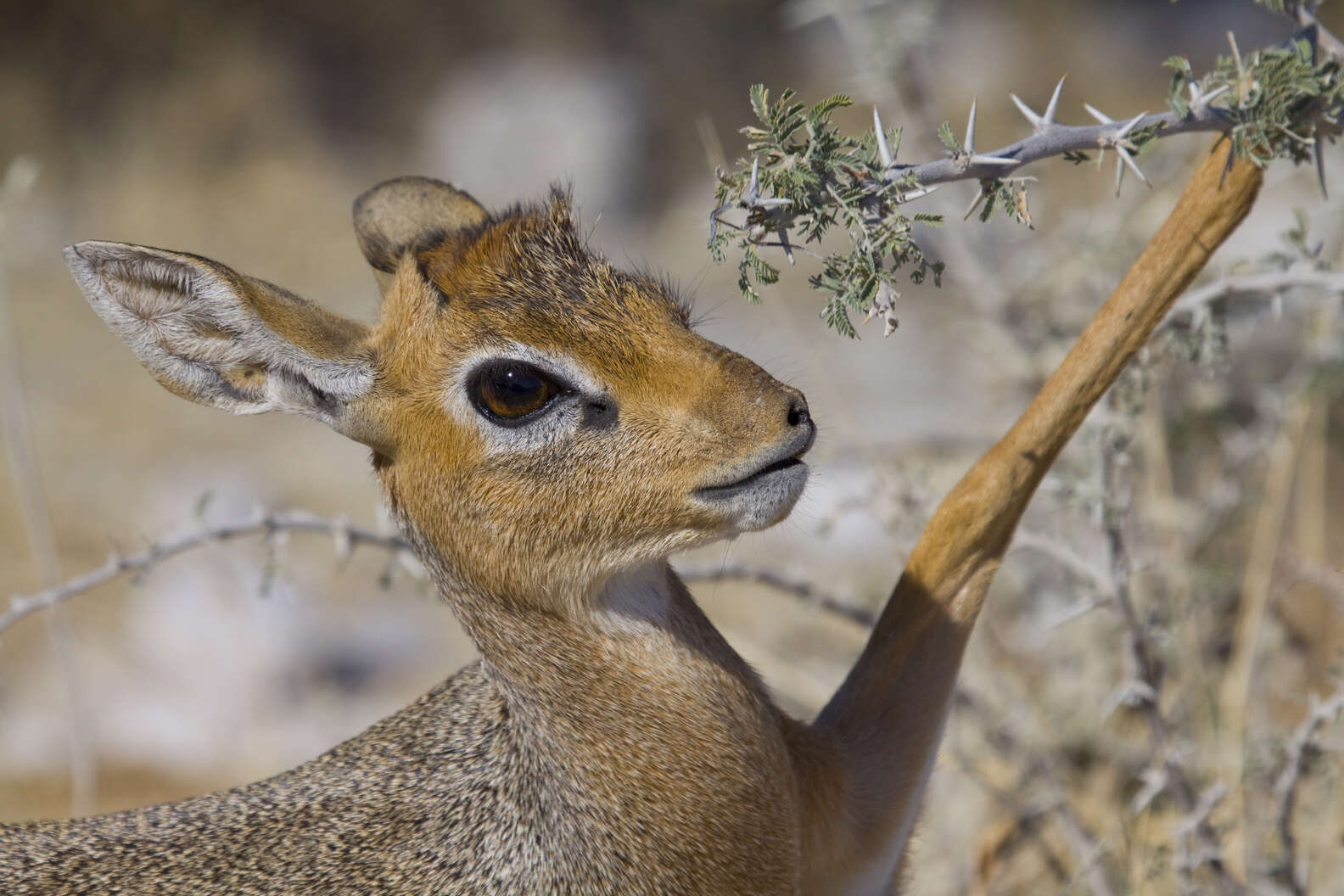 Dik-Diks Mark Their Territory Using Their Tears - The Dodo