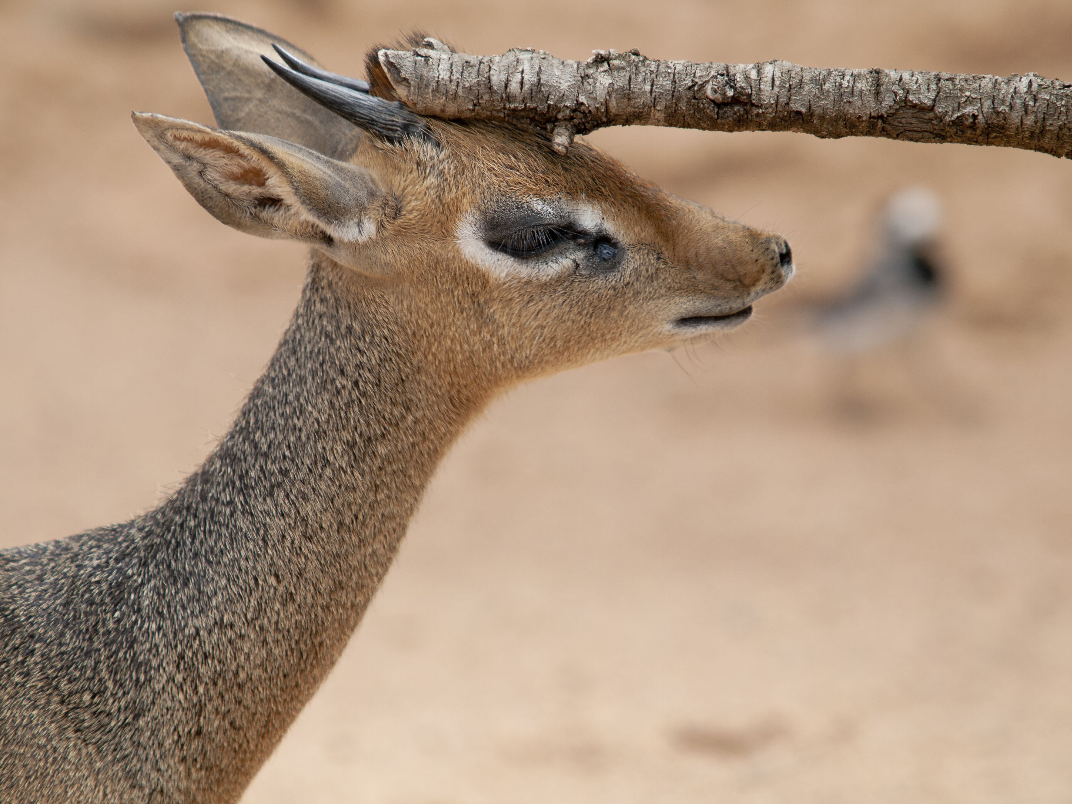 Dik-Diks Mark Their Territory Using Their Tears - The Dodo