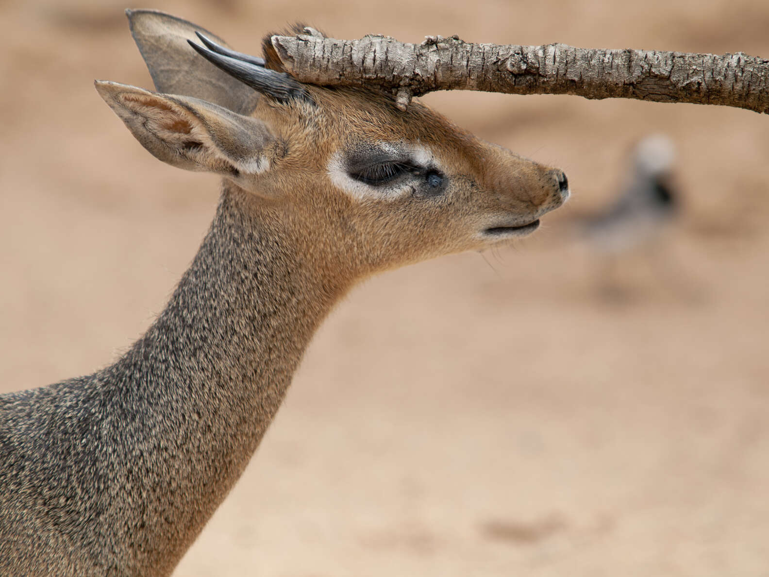 Dik Diks Mark Their Territory Using Their Tears The Dodo