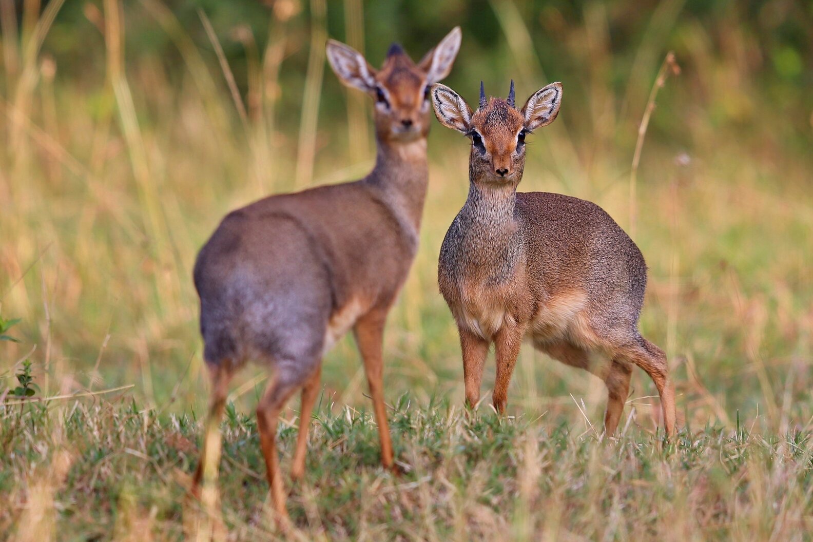 Dik-Diks Mark Their Territory Using Their Tears - The Dodo