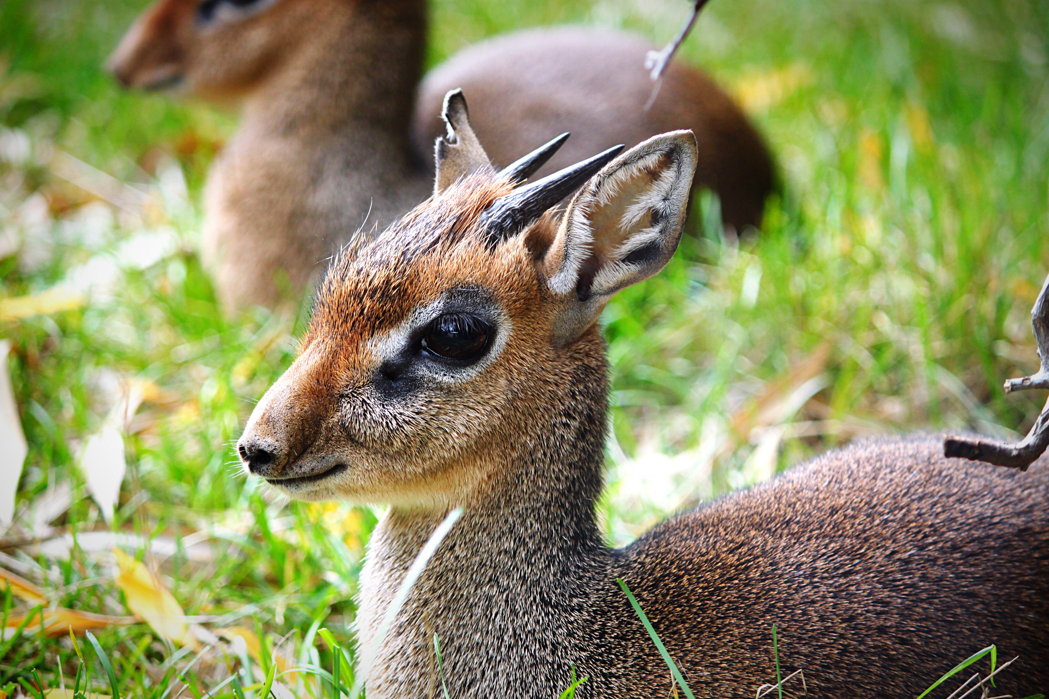 Dik-Diks Mark Their Territory Using Their Tears - The Dodo