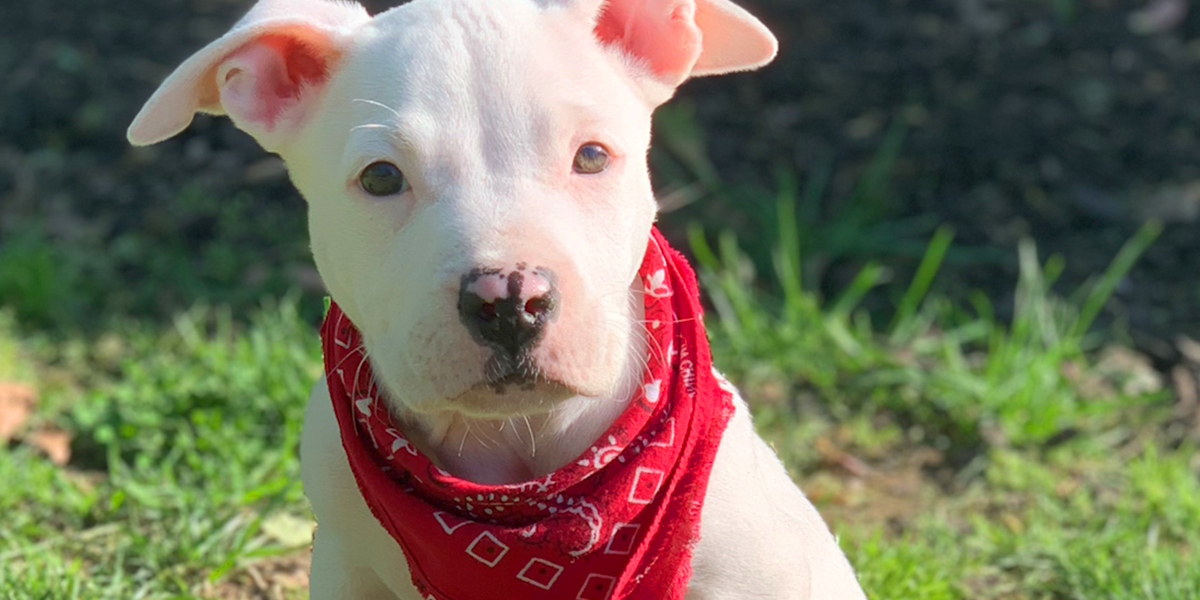 Little Pittie Puppy Is Determined To Run On His Own - Videos - The Dodo