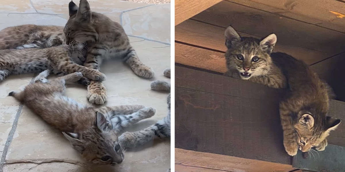 Bobcat Family Relaxes On Woman's Porch - The Dodo
