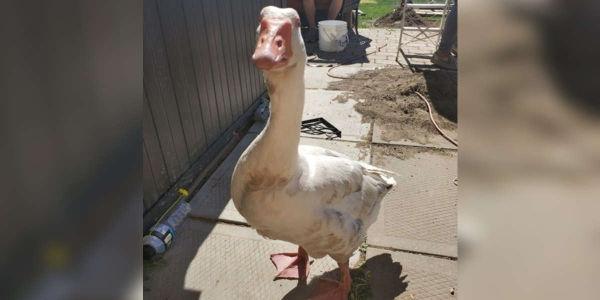 Goose Finds His Way Home After Being Snatched By A Fox - The Dodo