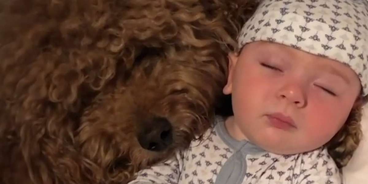 Baby’s First Months With A Dog - Videos - The Dodo