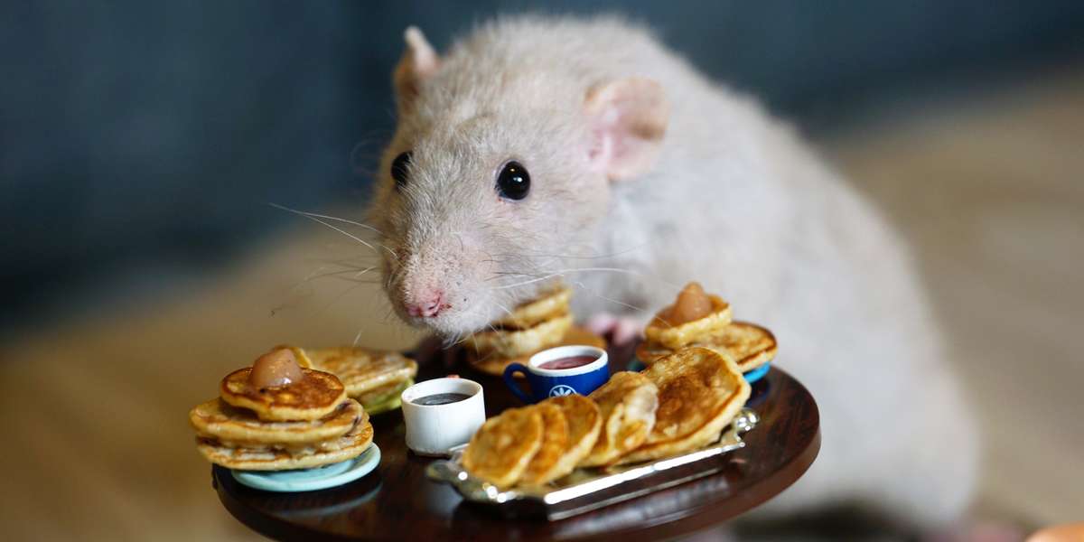 Woman Cooks Her Rats Miniature Versions Of Her Meals - Videos - The Dodo