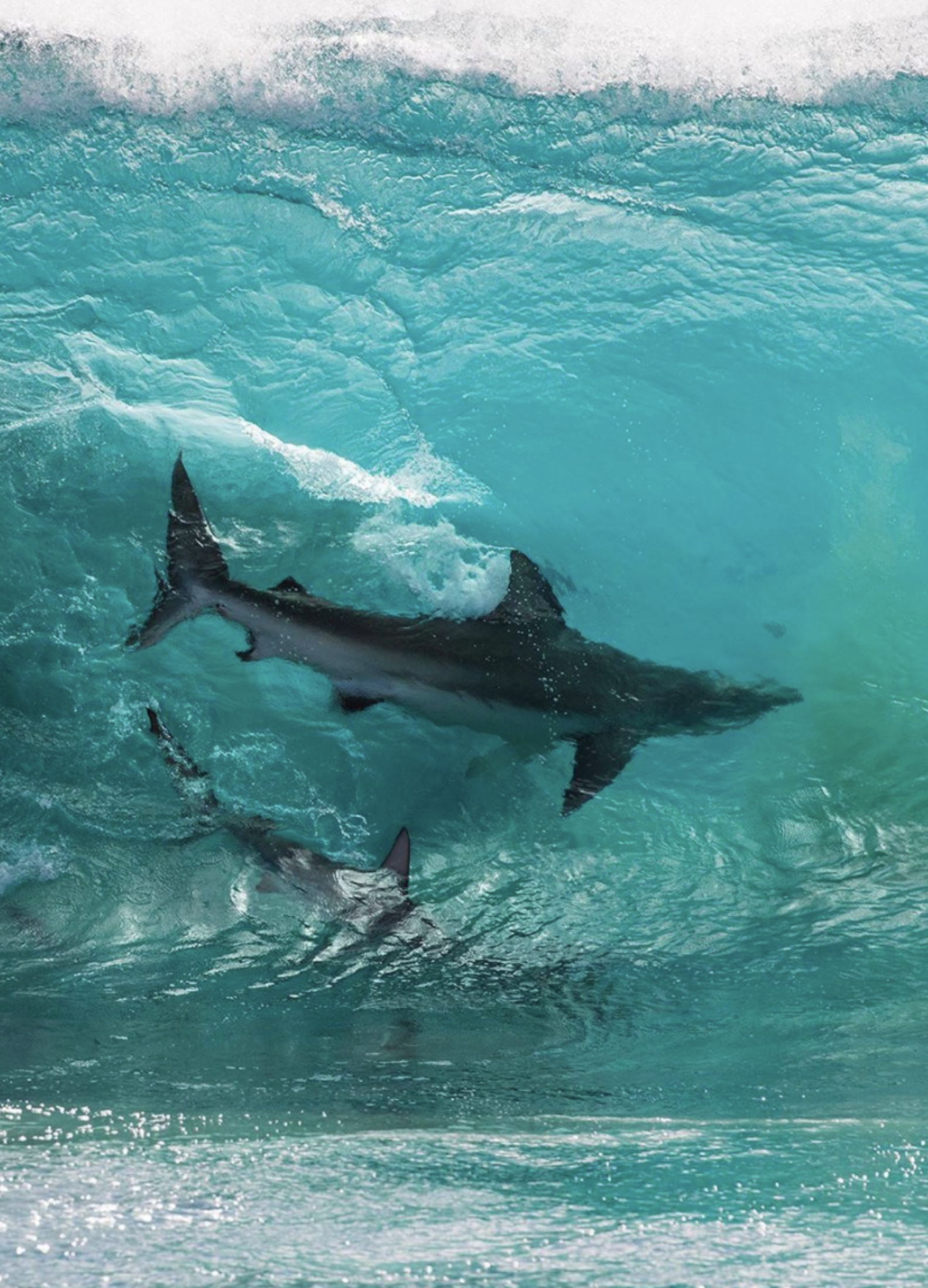 Photographer Captures Photos Of Surfing Sharks - The Dodo