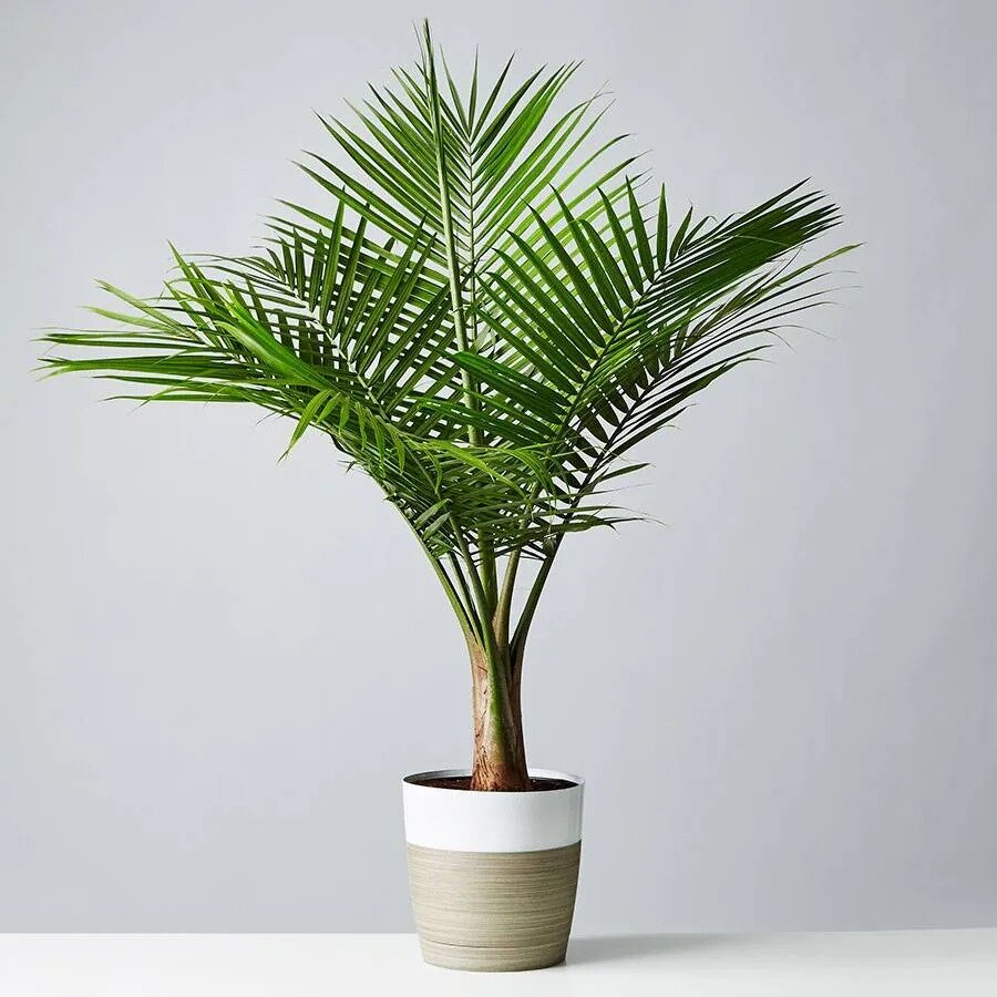 Great Deals on Indoor Plants for Summer at Plants.com - Thrillist
