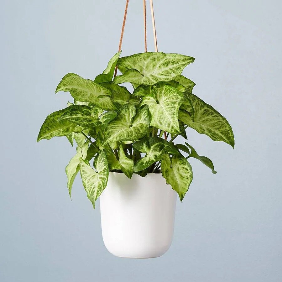 Great Deals on Indoor Plants for Summer at Plants.com - Thrillist