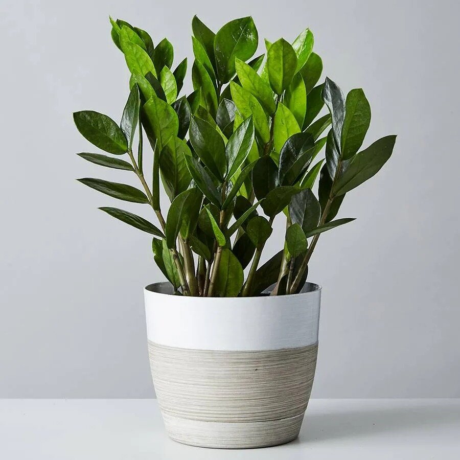 Great Deals on Indoor Plants for Summer at Plants.com - Thrillist