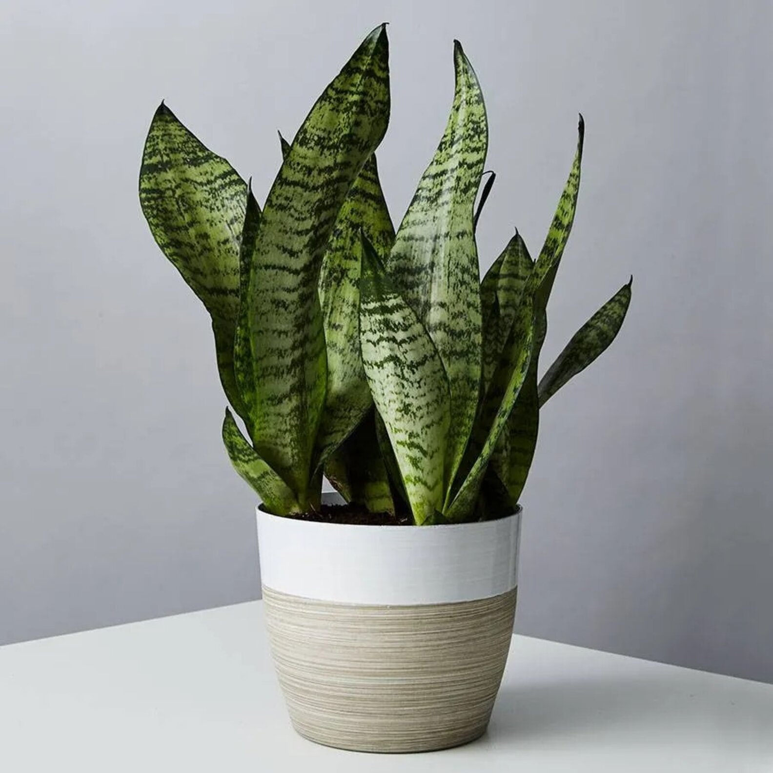 Great Deals on Indoor Plants for Summer at Plants.com - Thrillist