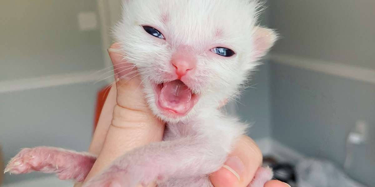 Pocket-Sized Kitten Grows Up To Be A Wild Woman - Videos - The Dodo