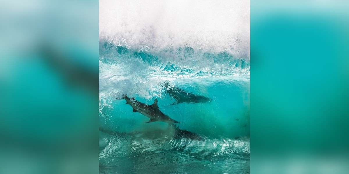 Photographer Captures Photos Of Surfing Sharks - The Dodo