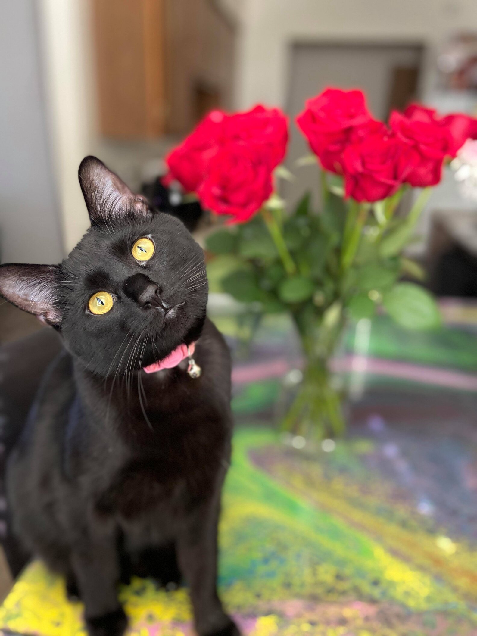 Cat Is Very Offended By New Bathroom Sign - The Dodo