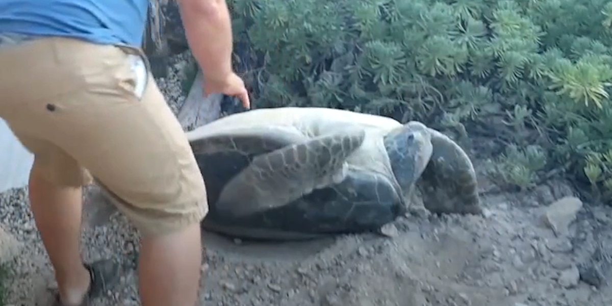 Giant Turtle Flipped On Her Back Needs Help Getting Back Home - Videos ... Giant Turtle Flipped On Her Back Needs Help Getting Back Home - Videos ...