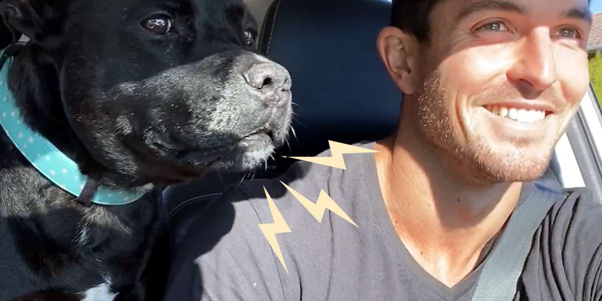 Rescue Pittie Screams Like A Seal When It's Time For The Beach - Videos ...