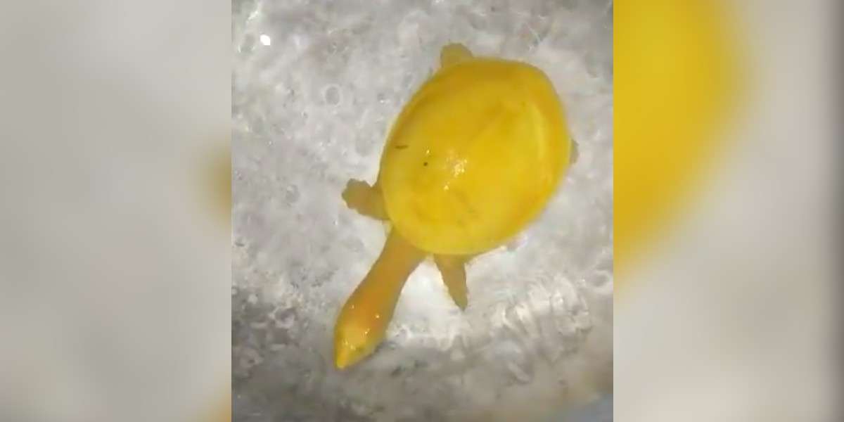 People Rescue Rare Yellow Turtle - The Dodo
