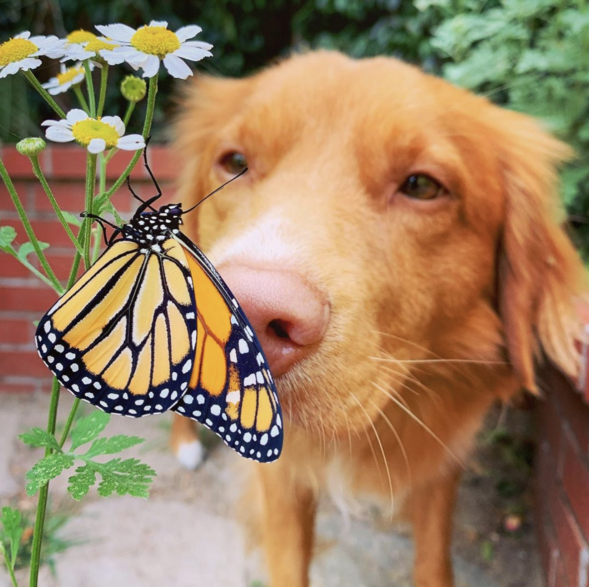 Dog Is Friends With Butterflies In His Garden - The Dodo