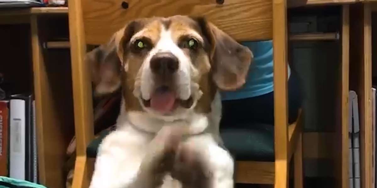 Chunky Rescue Beagle Becomes The Mascot Of His Mom’s College - Videos ...