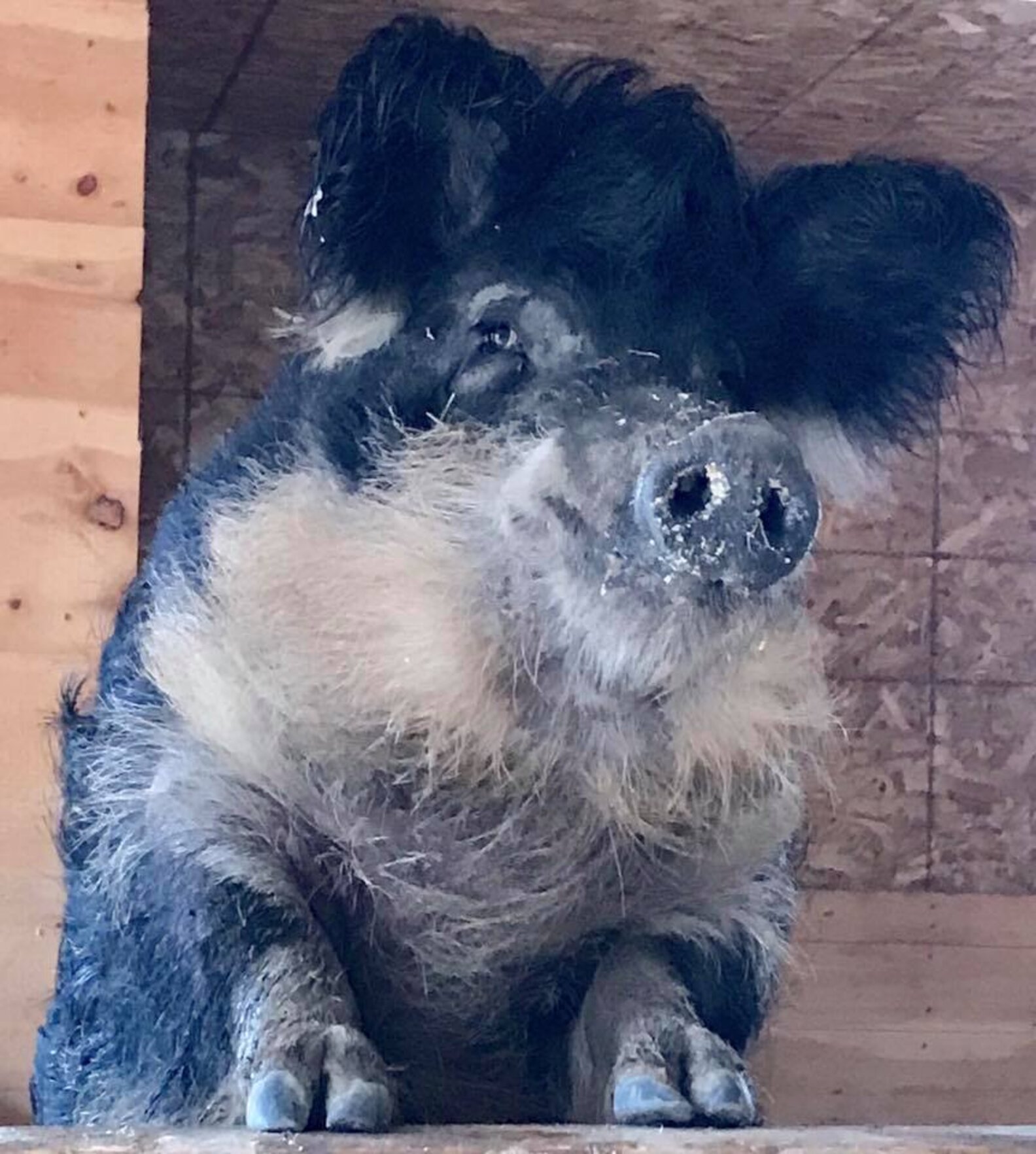 This Pig Is So Fluffy That It Looks Just Like A Sheep - The Dodo
