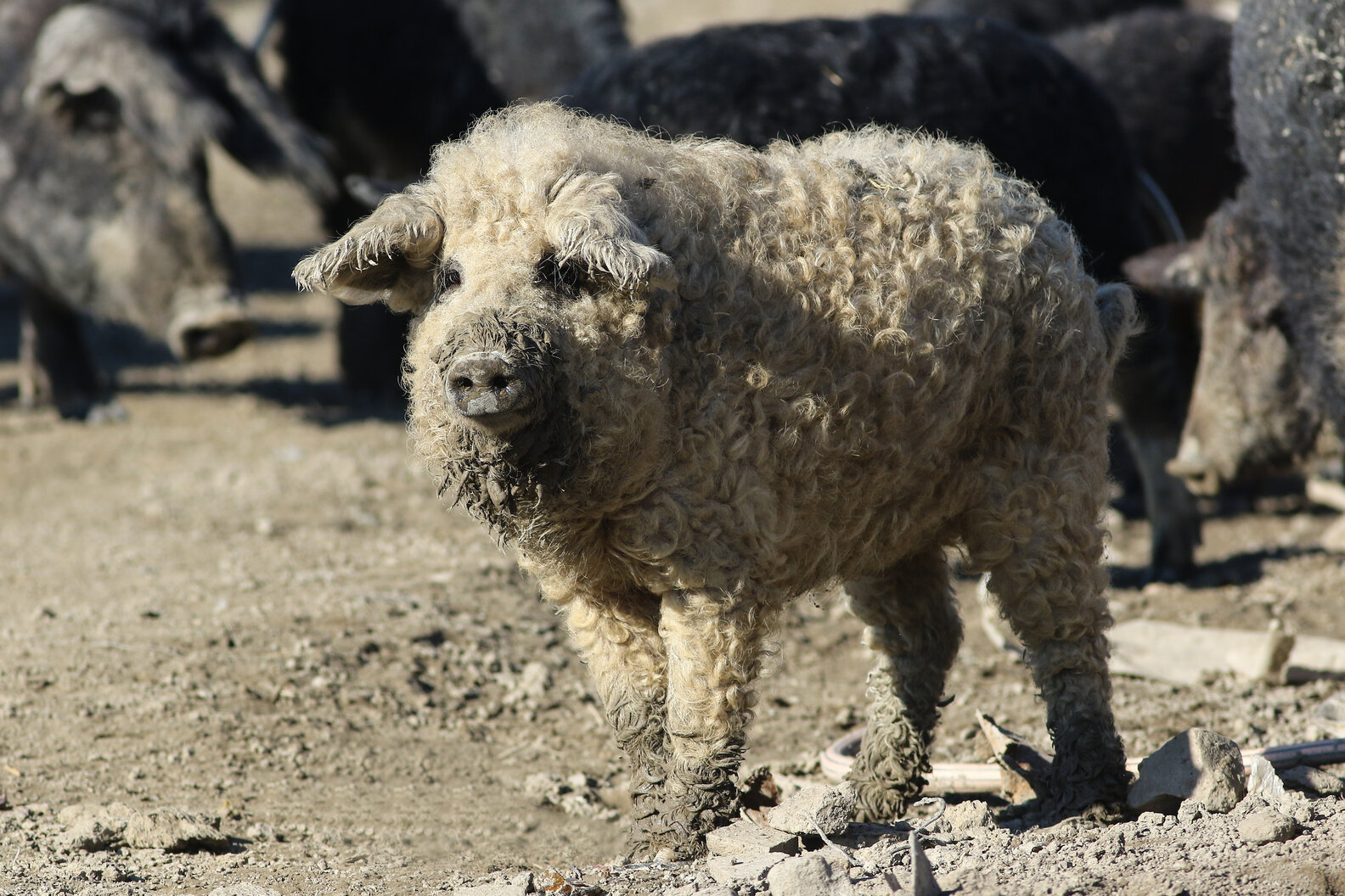 This Pig Is So Fluffy That It Looks Just Like A Sheep - The Dodo