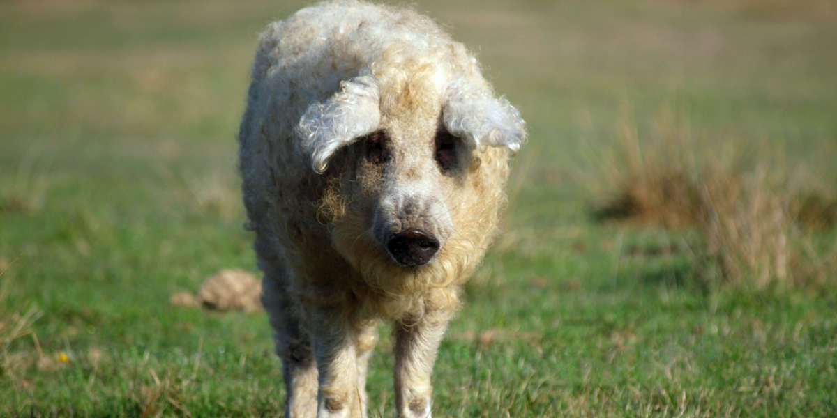 This Pig Is So Fluffy That It Looks Just Like A Sheep - The Dodo