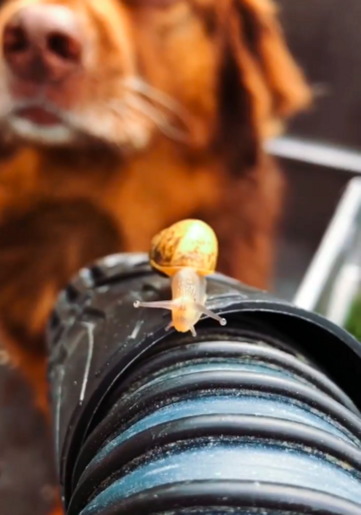 Wild Snail Falls In Love With Dog While He's Getting Groomed - The Dodo