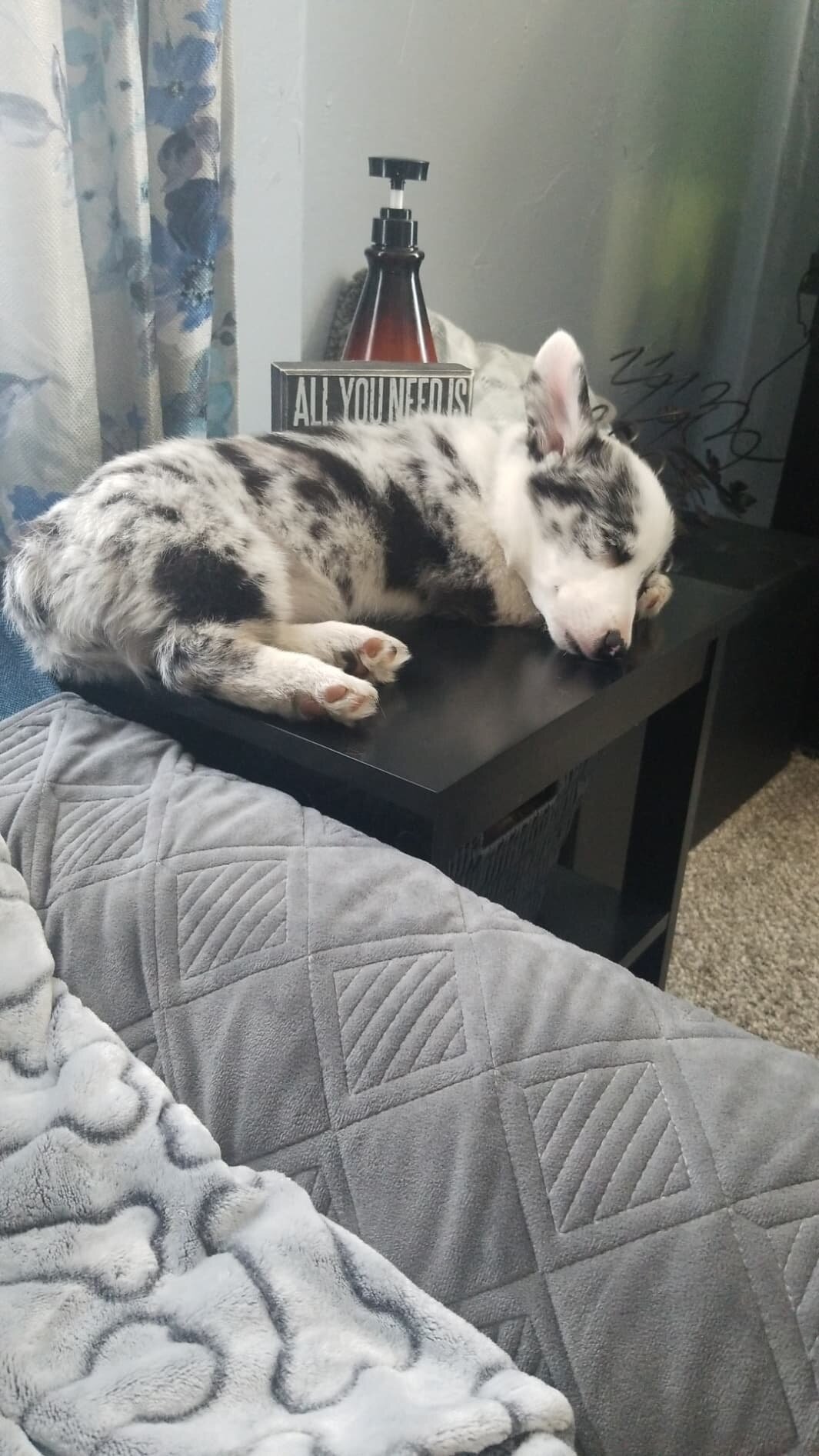 Puppy Thinks Dog In Mirror Is Hiding Somewhere In The House - The Dodo
