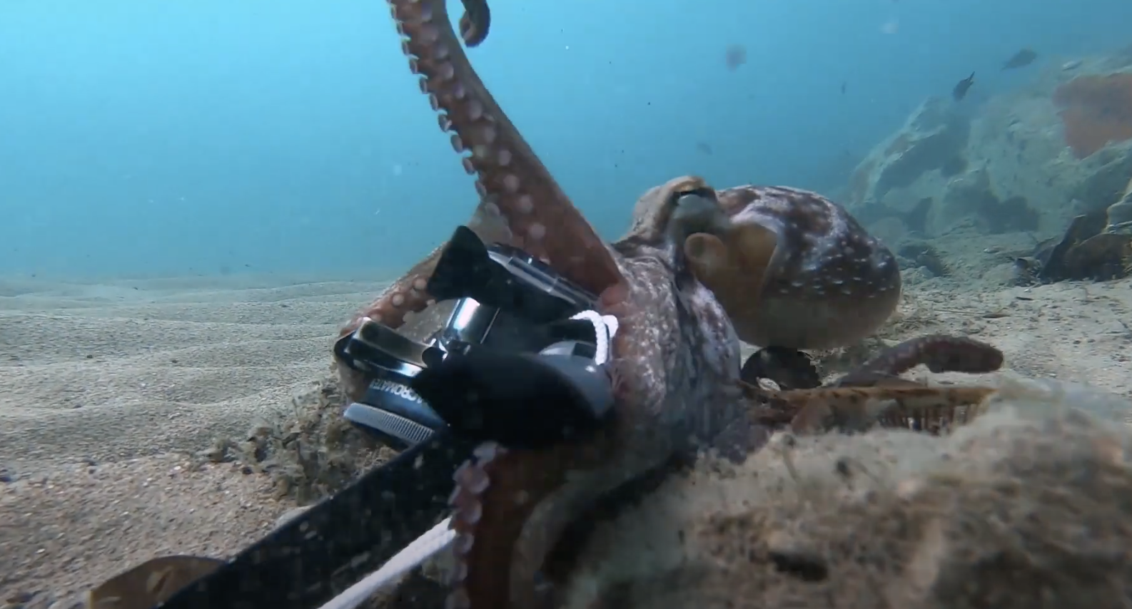Octopus Tries To Steal Diver's Camera - The Dodo