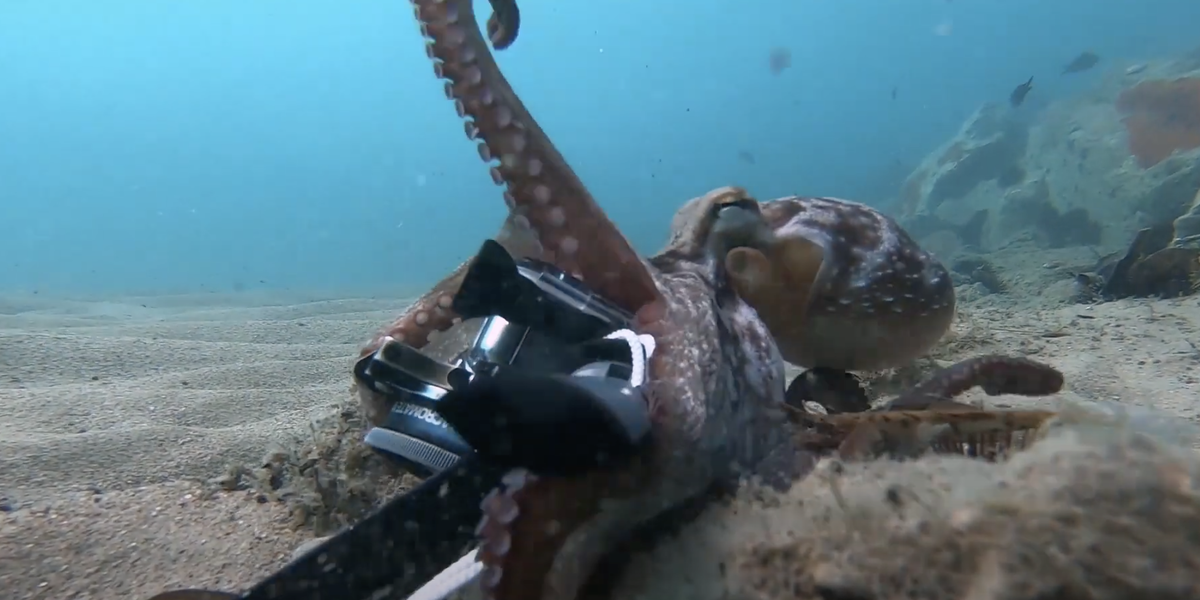 Octopus Tries To Steal Diver's Camera - The Dodo