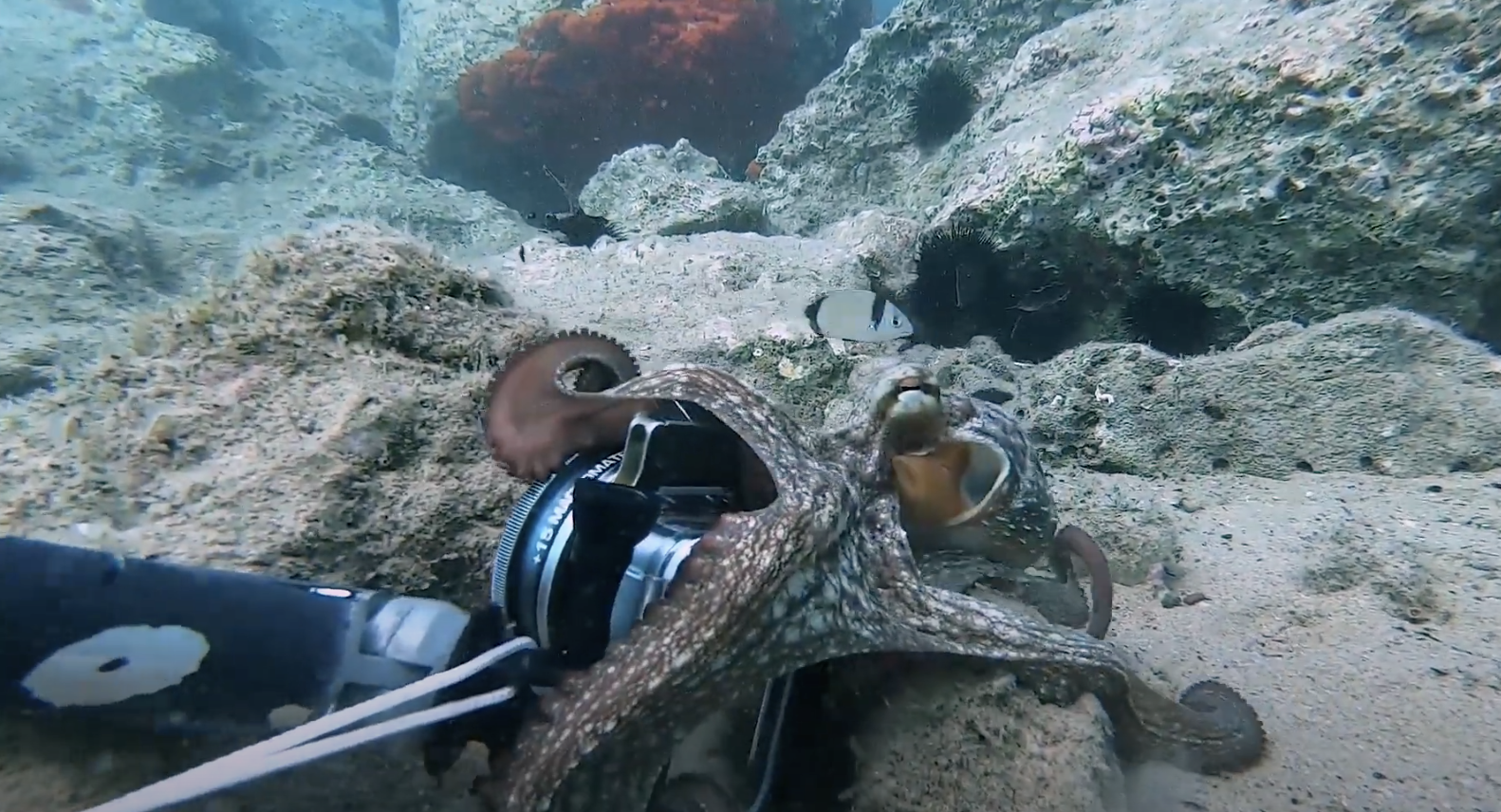 Octopus Tries To Steal Diver's Camera - The Dodo