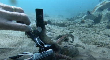 Octopus Tries To Steal Diver's Camera - The Dodo